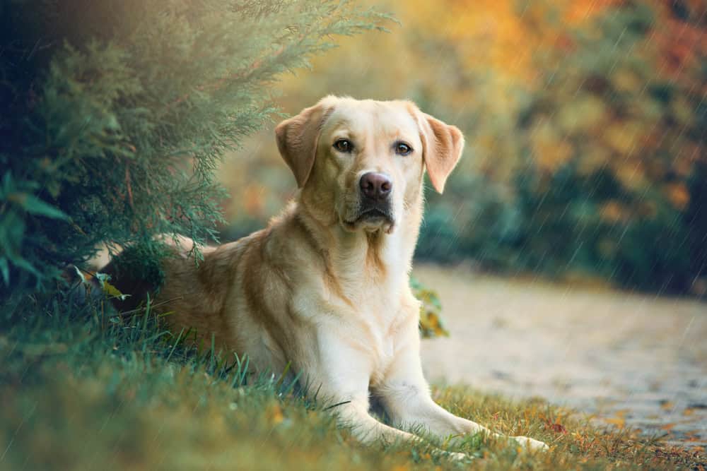 What Are The Best Service Dog Breeds: A Comprehensive Guide
