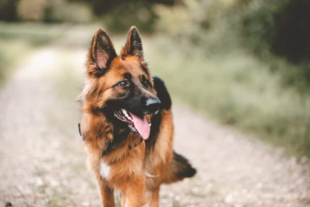 What Are The Best Service Dog Breeds: A Comprehensive Guide