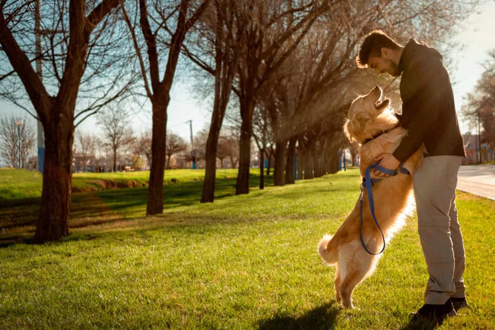 What Are The Best Service Dog Breeds: A Comprehensive Guide